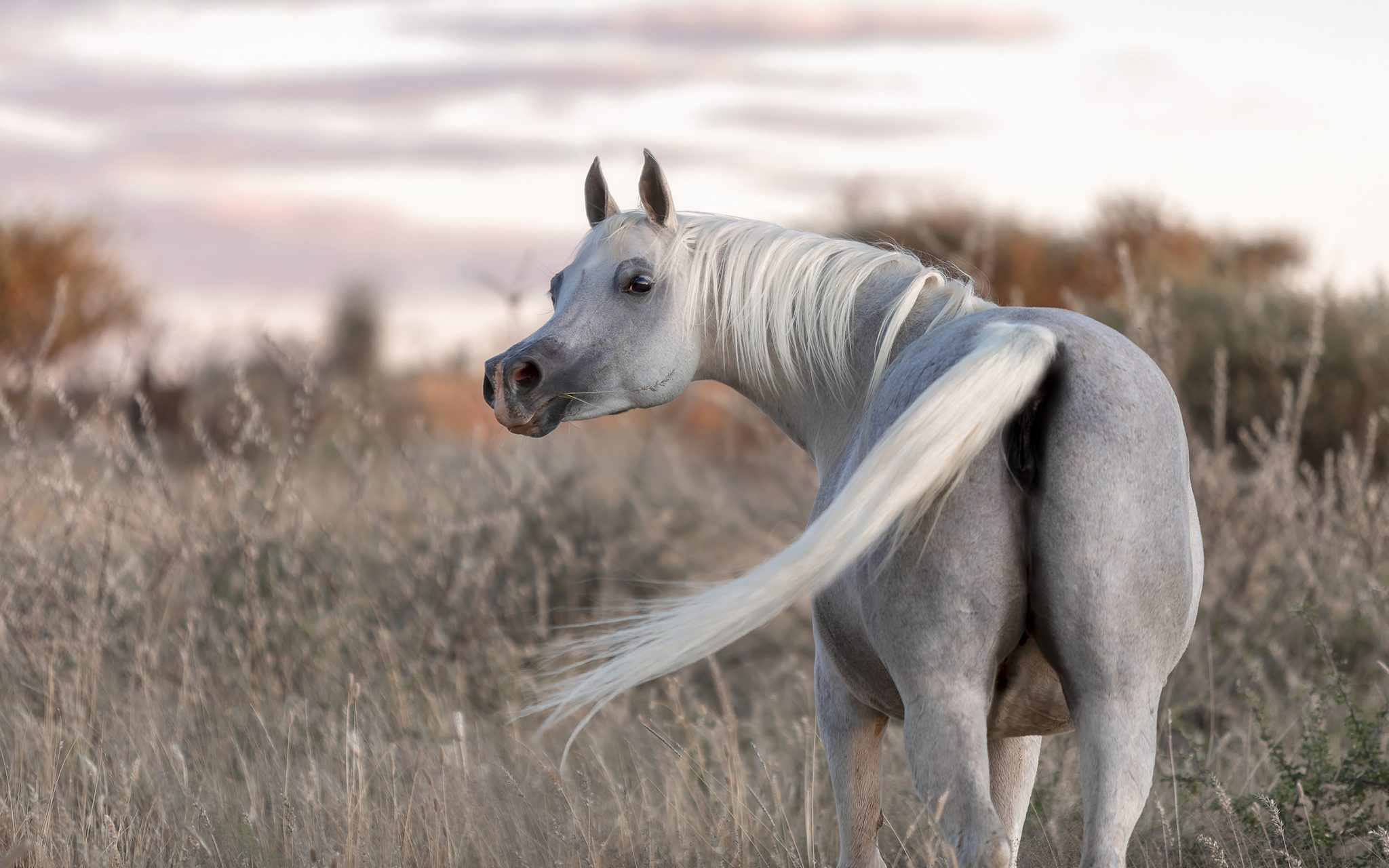 Charlottenberg Arabians Open Day - The Arabian Magazine