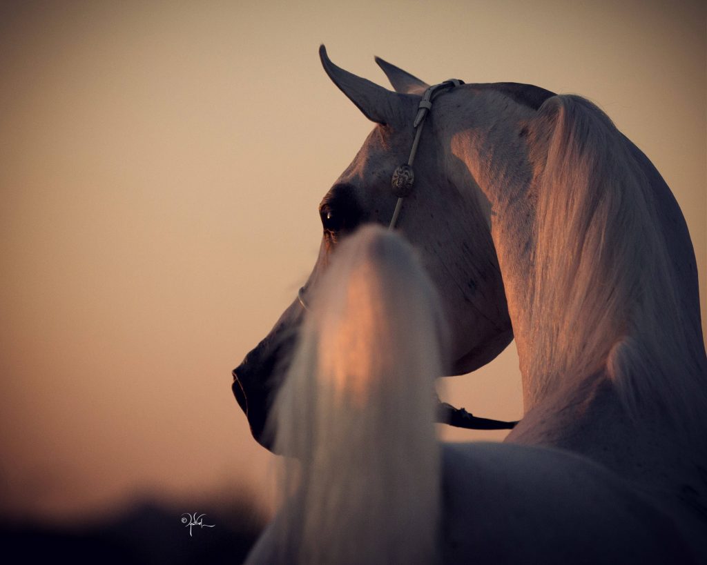 Psynergy Enterprise Developments, LLC Pt II - The Arabian Magazine