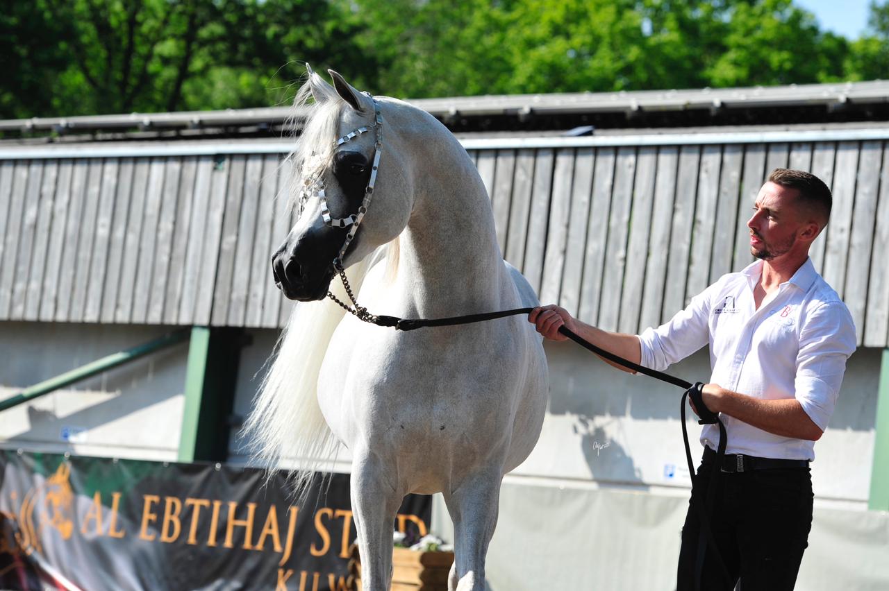 Miles Buckley Show Training Stallion Saturday - The Arabian Magazine
