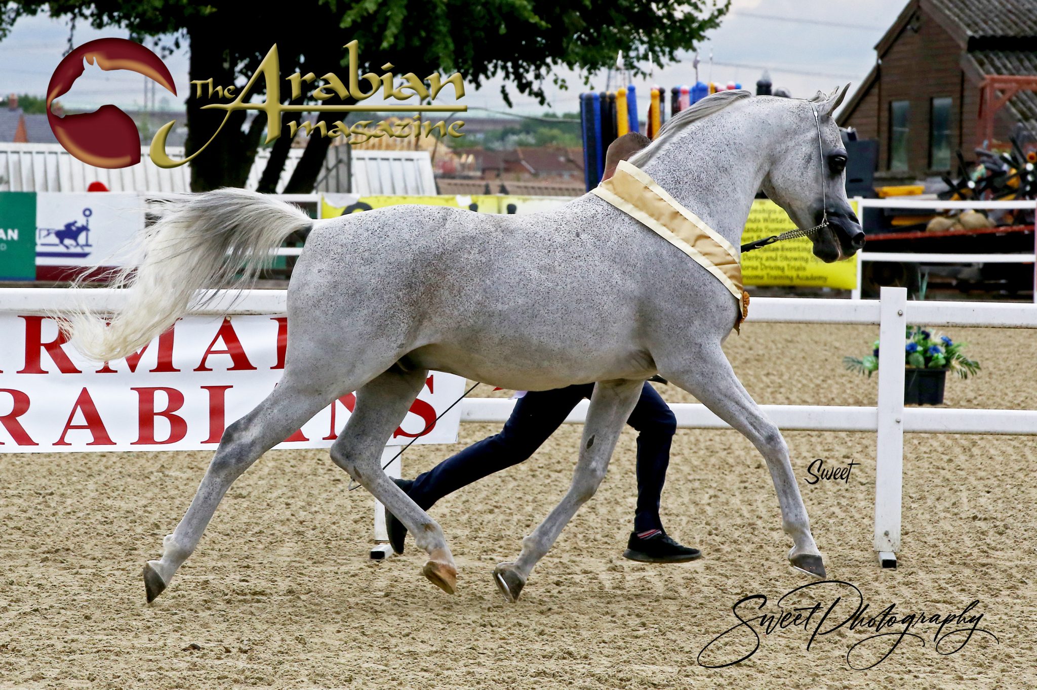 British National Championships ECAHO Champions - The Arabian Magazine