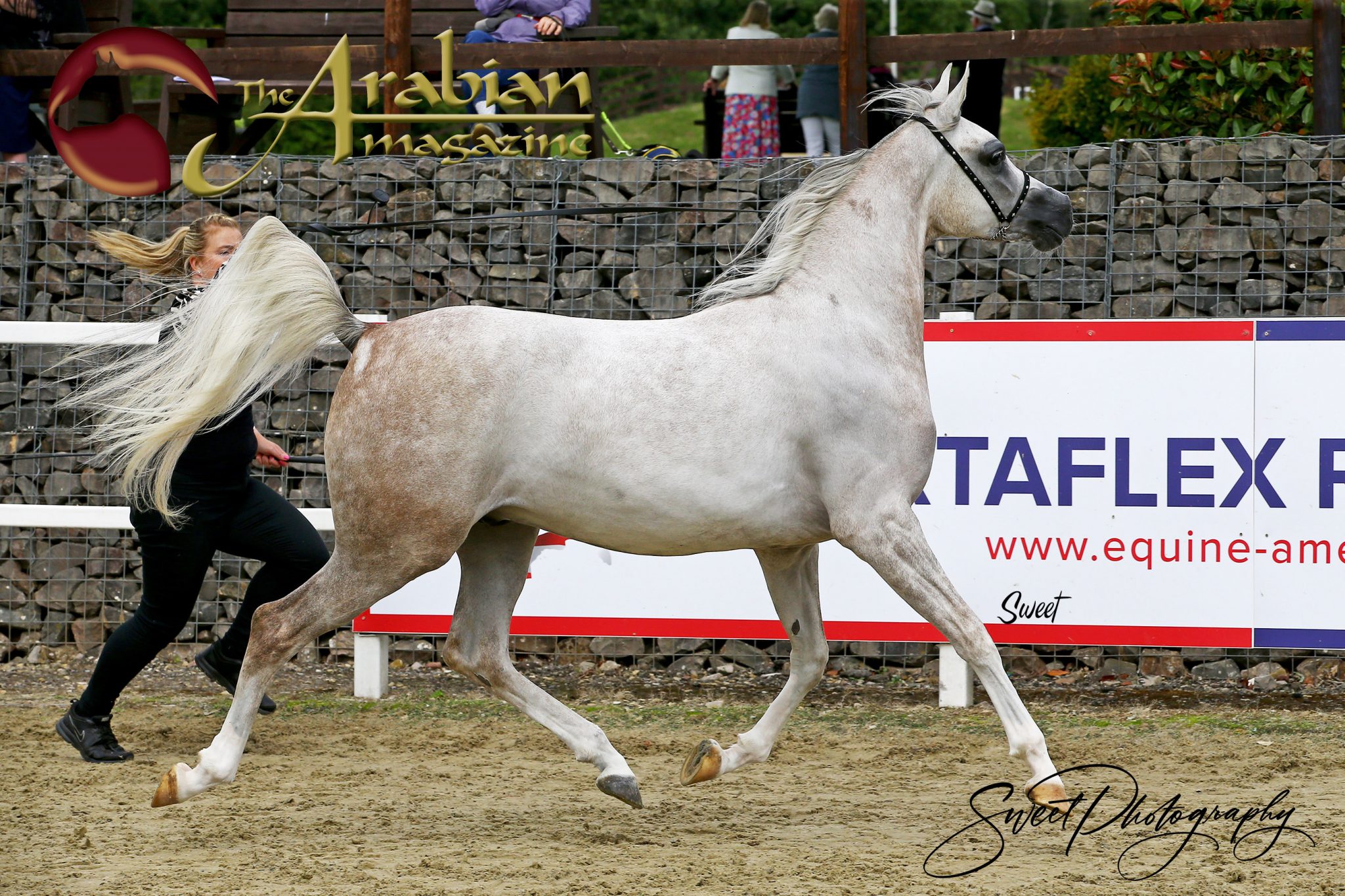 British National Championships ECAHO Champions - The Arabian Magazine