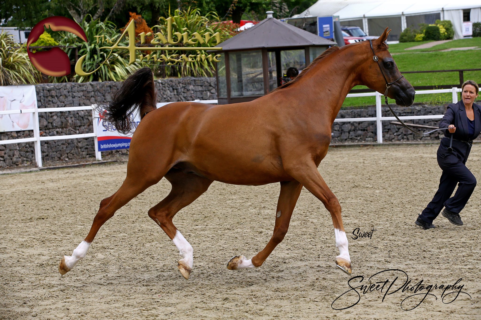 British National Championships ECAHO Champions - The Arabian Magazine