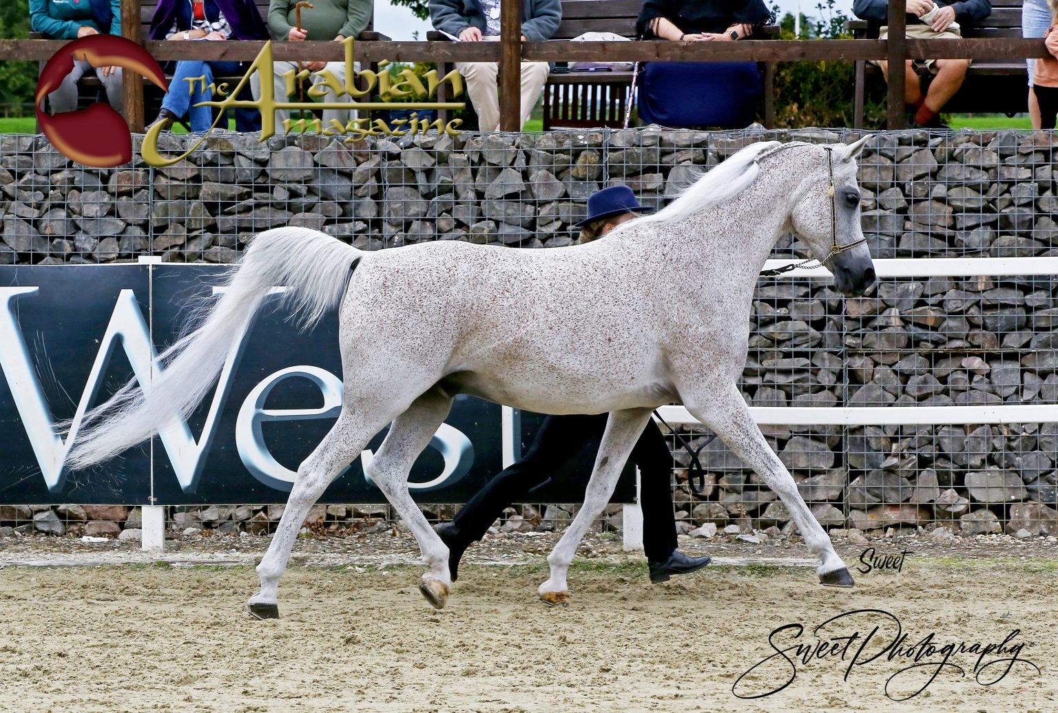 British National Championships ECAHO Champions - The Arabian Magazine