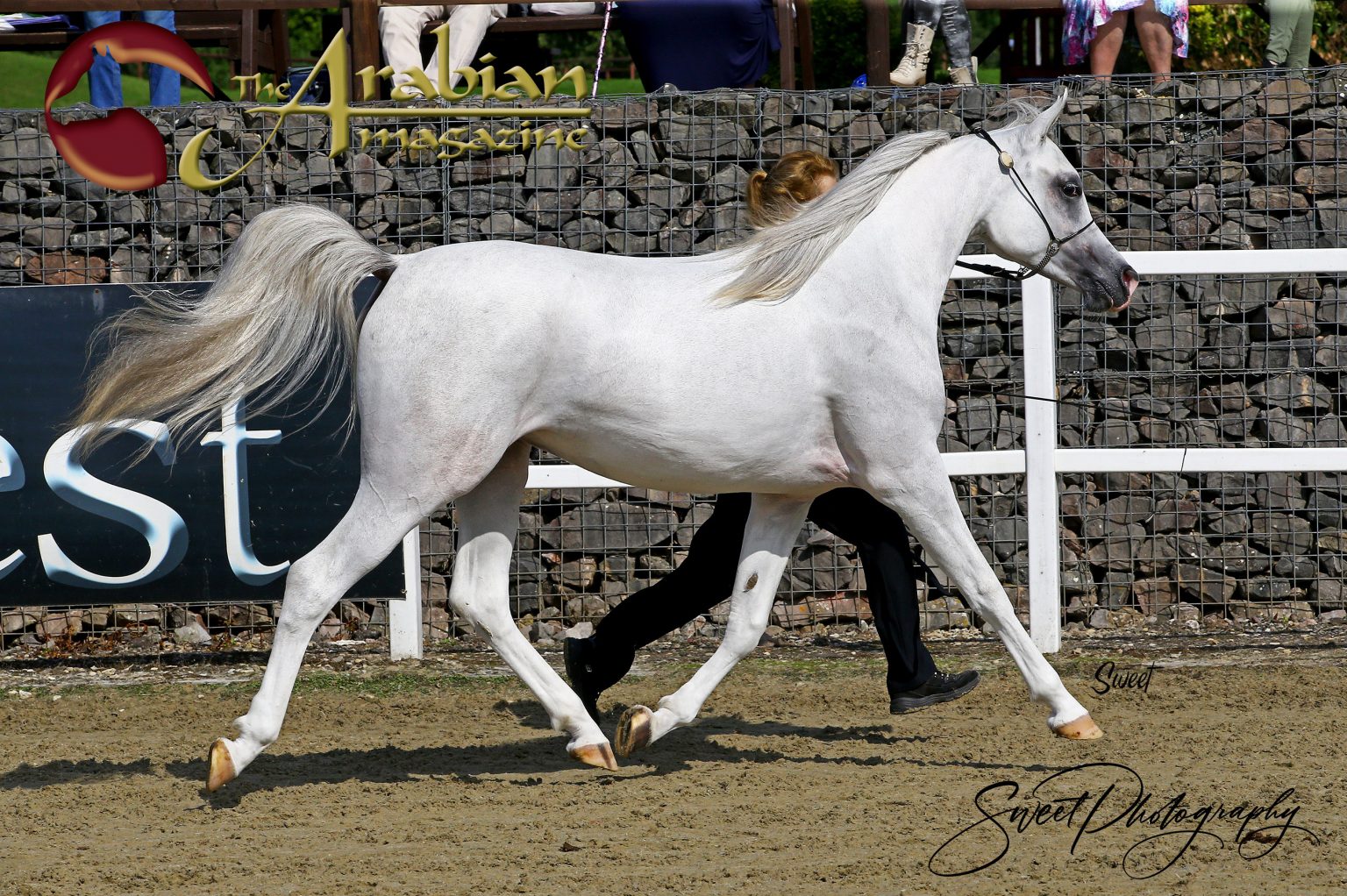 British National Championships ECAHO Champions - The Arabian Magazine