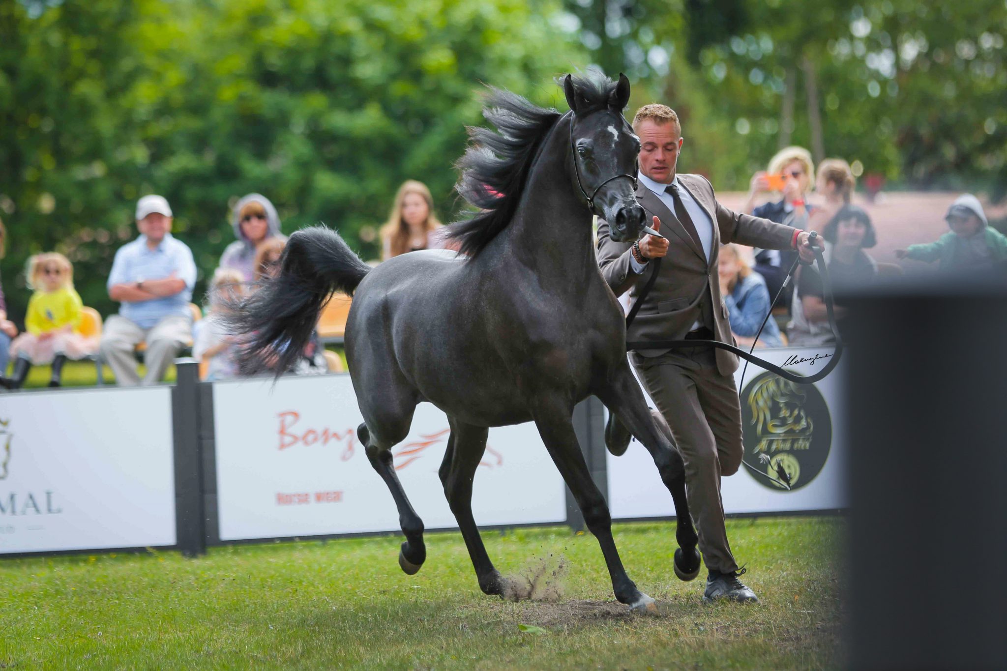 Sopot Arabian Horse Show 2023 - The Arabian Magazine