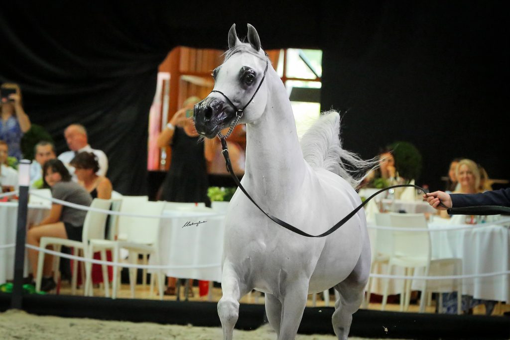 Polish National Arabian Horse Show 2023 The Arabian Magazine