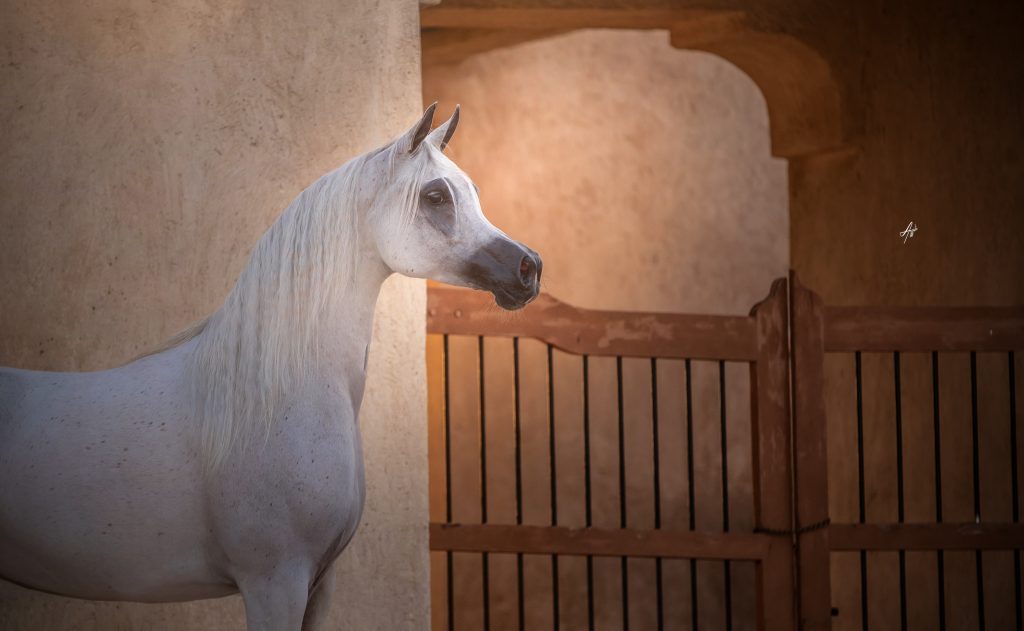 The Arabian Breeders' Magazine Cover Star: Basmah Albidayer - The ...