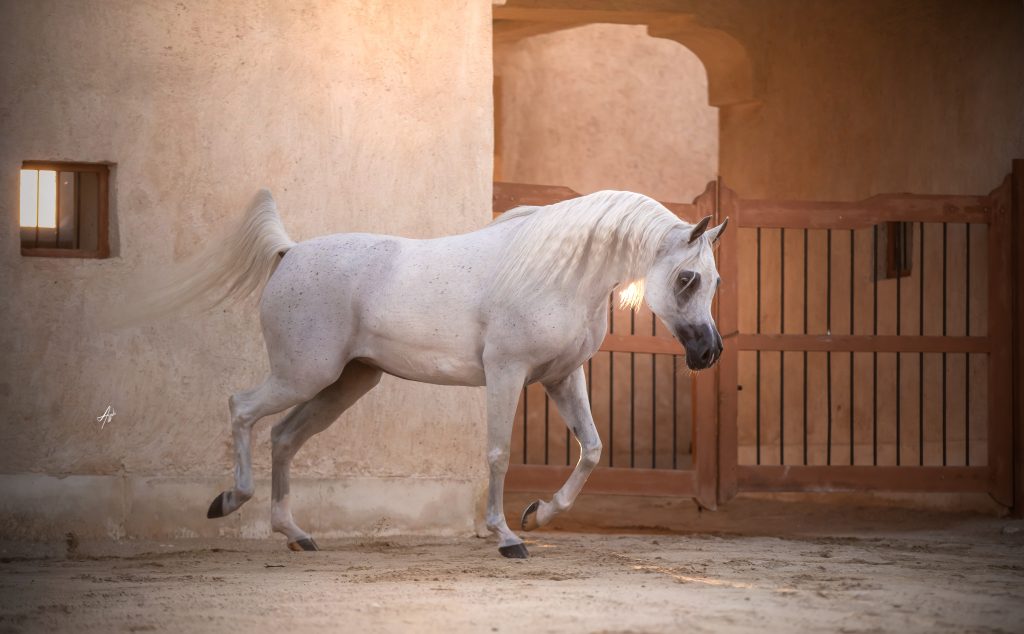 The Arabian Breeders' Magazine Cover Star: Basmah Albidayer - The ...
