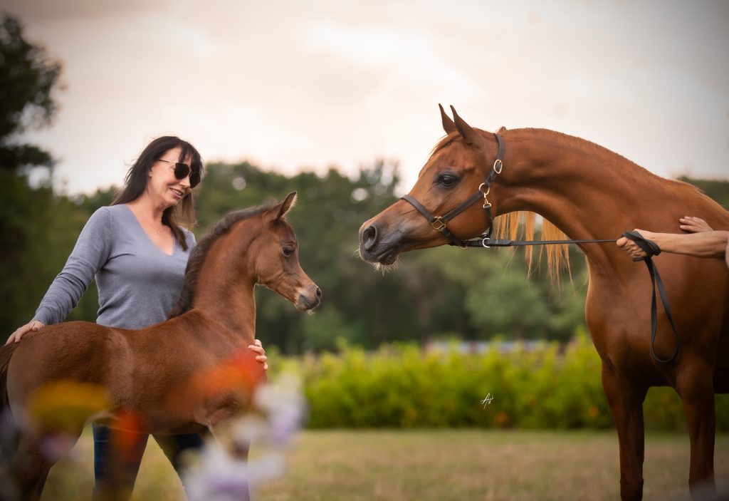 Introducing… Durrat Albidayer - The Arabian Magazine