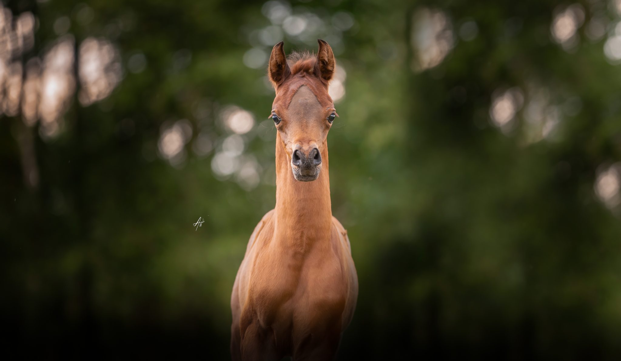 Introducing… Durrat Albidayer - The Arabian Magazine