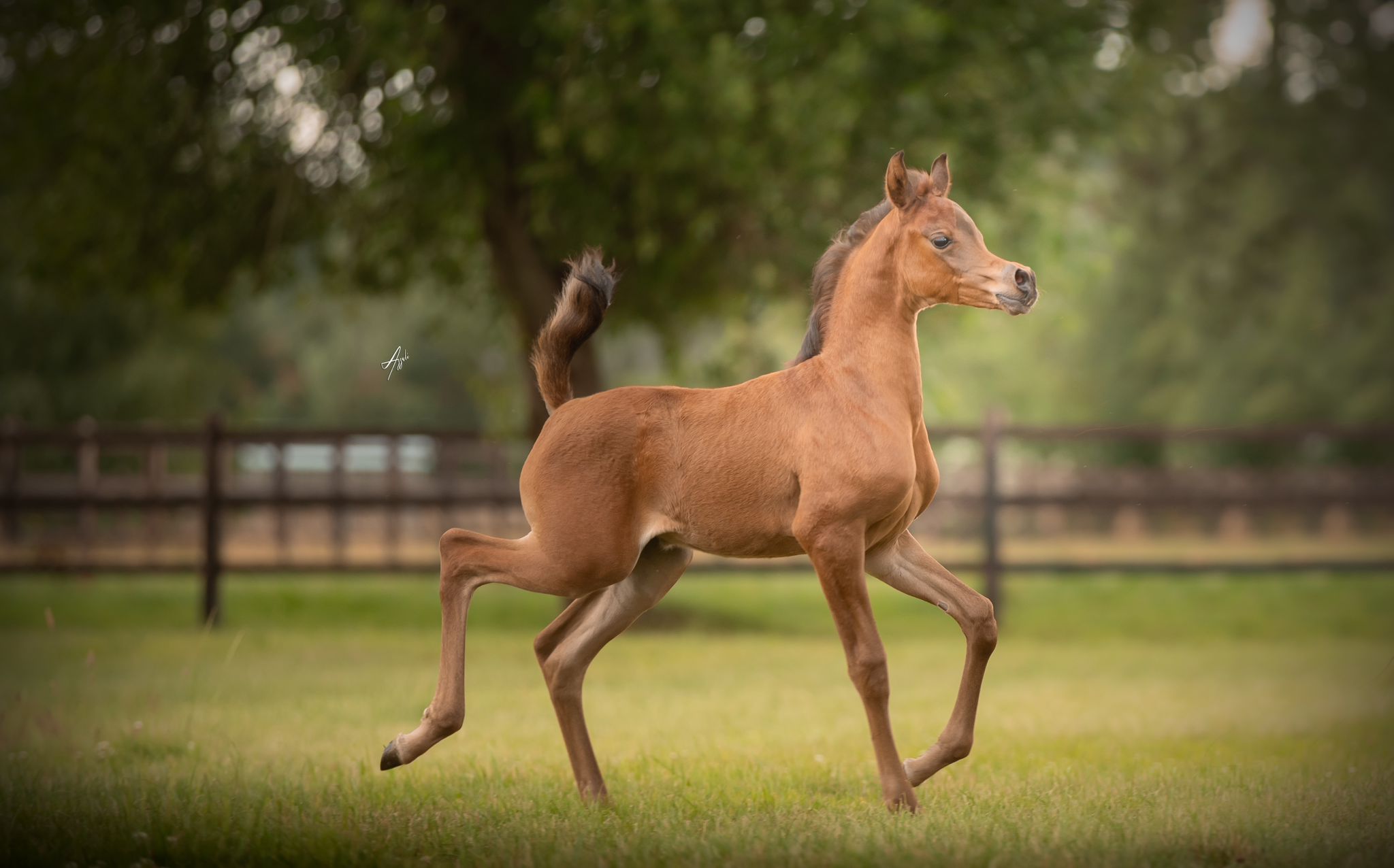 Introducing… Durrat Albidayer - The Arabian Magazine