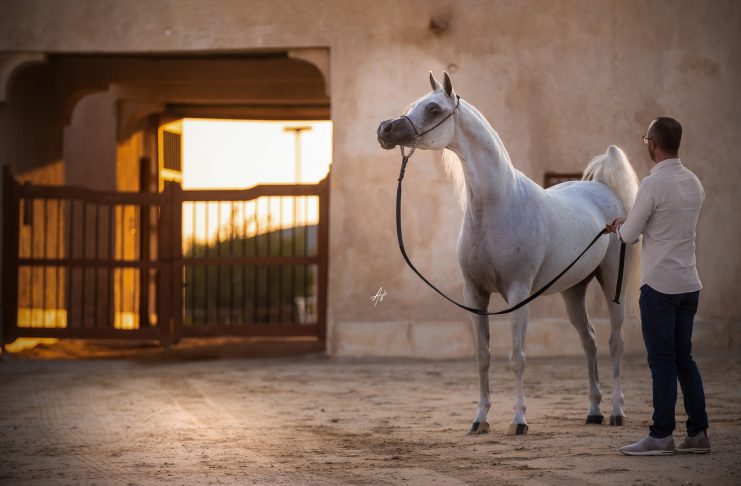 Breeders' Magazine Archives - The Arabian Magazine