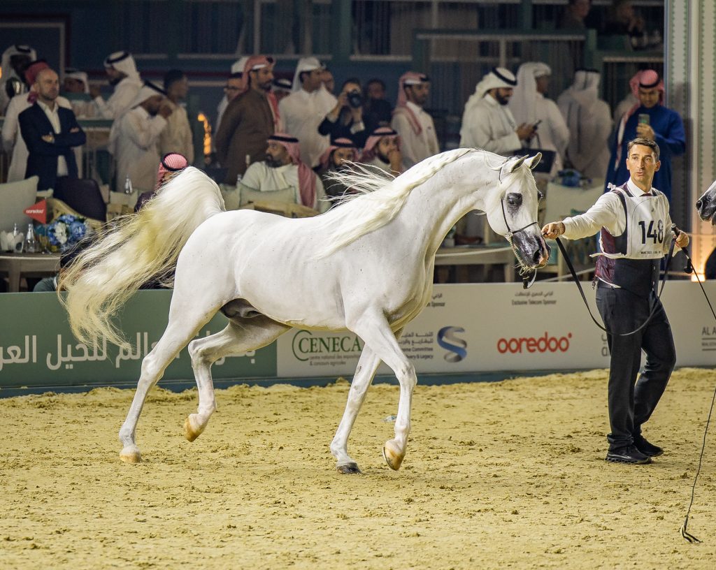 World Arabian Horse Championships 2023 Day Two - The Arabian Magazine