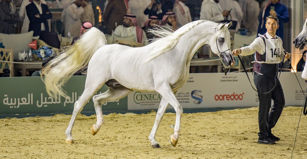 World Arabian Horse Championships 2023 Day Two - The Arabian Magazine