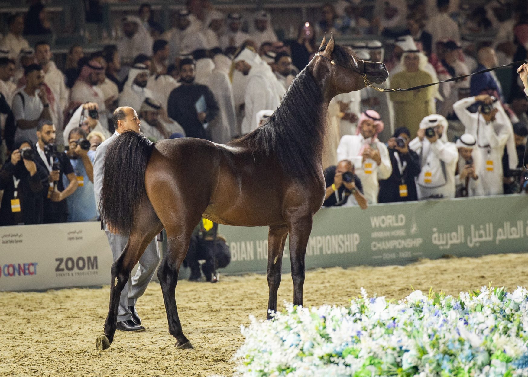 World Arabian Horse Championships 2023 Day Two - The Arabian Magazine