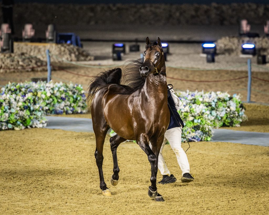 World Arabian Horse Championships 2023 Day Three - Males - The Arabian ...