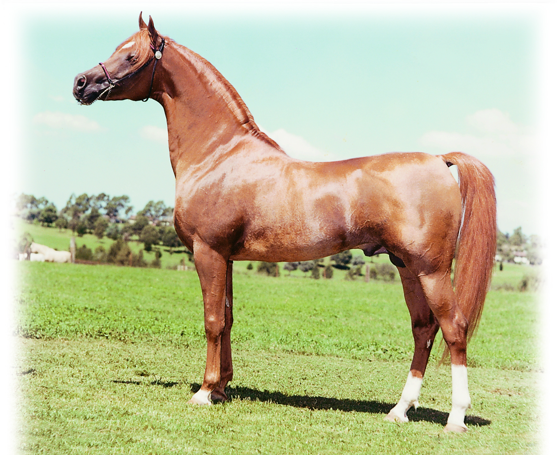 Vale Ron Males - The Arabian Magazine