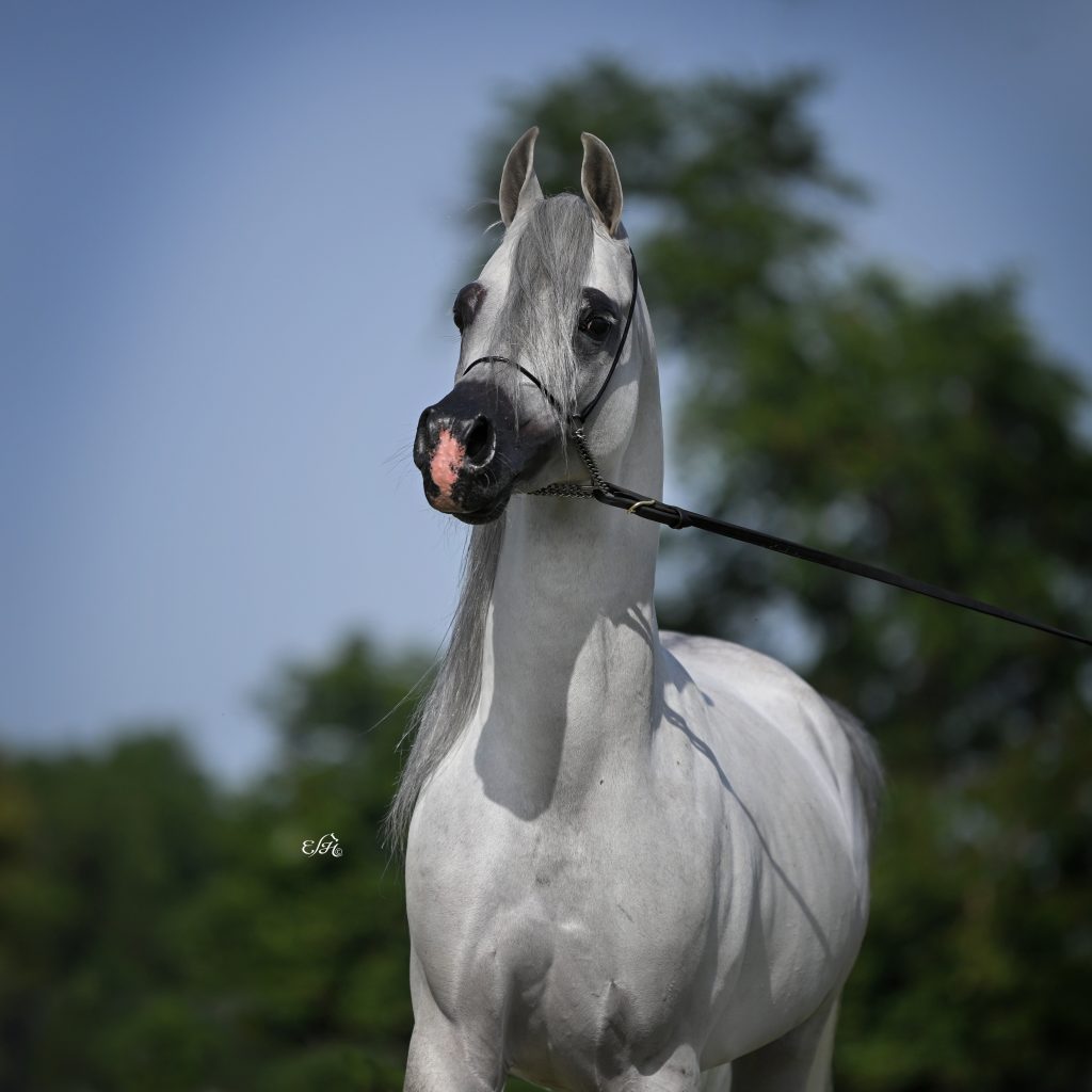 You are invited l Polish Arabian Horse Days 2024 - The Arabian Magazine