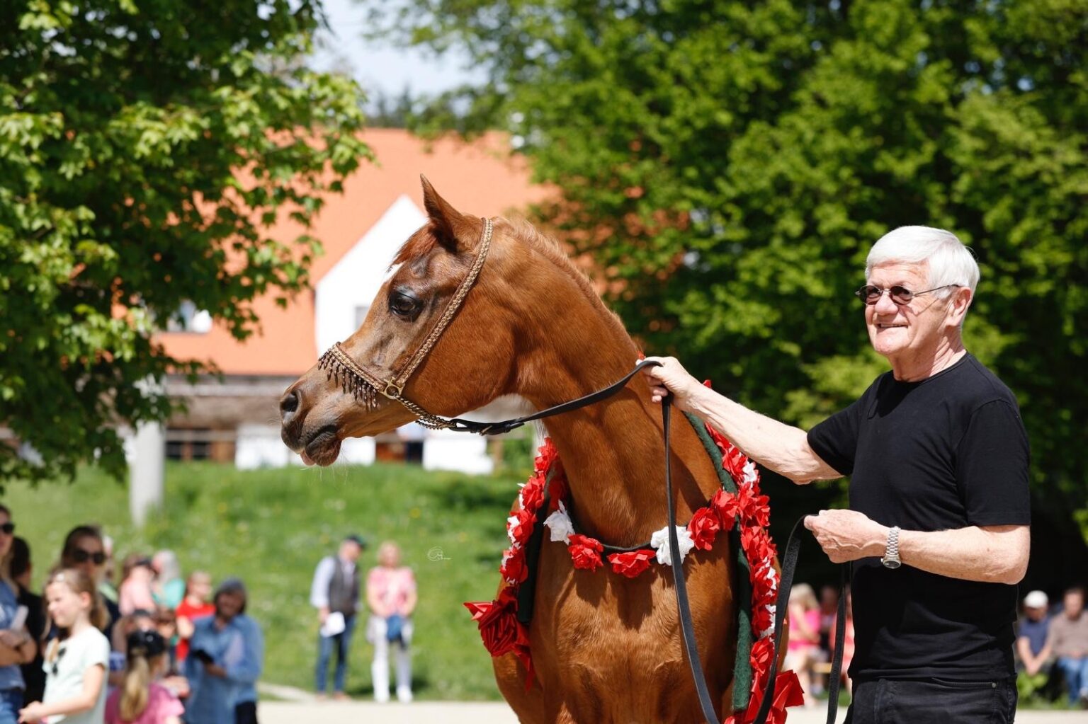 News from Sax Arabians Germany - The Arabian Magazine