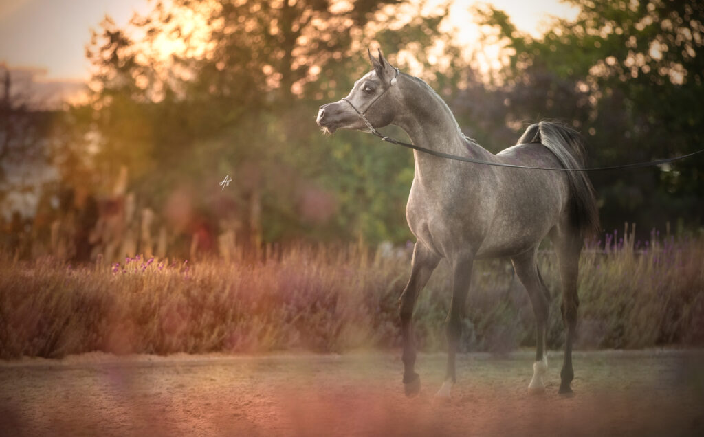 Azzaam al Amal - The Arabian Magazine
