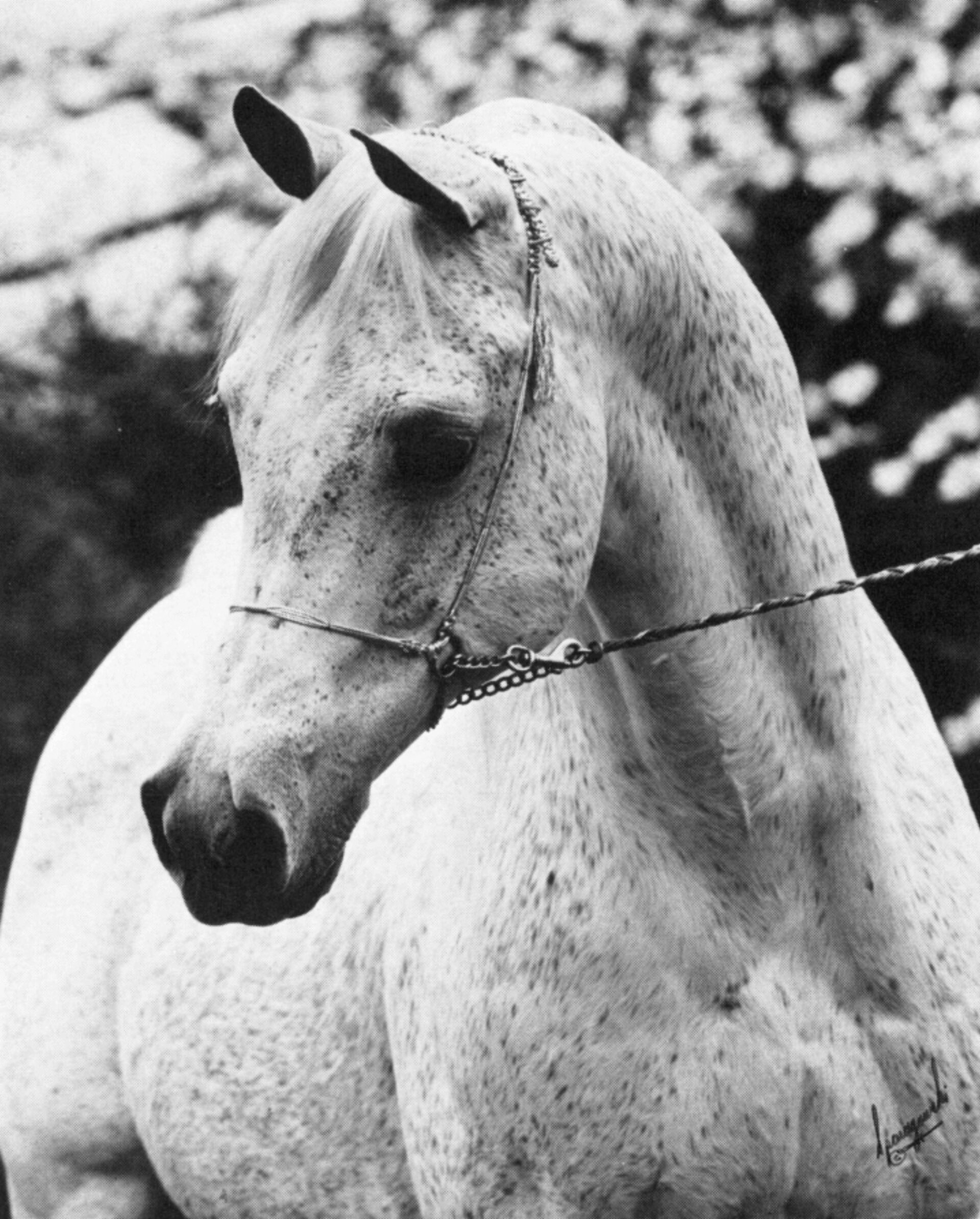 Judith Forbis’ 90th Birthday Interview - The Arabian Magazine
