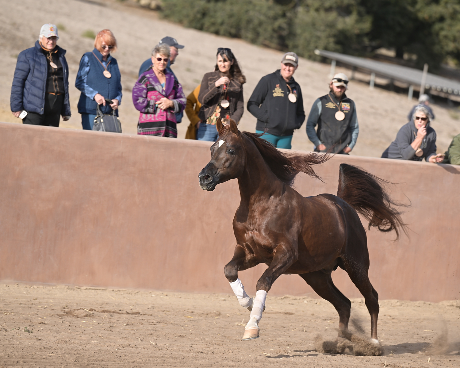 The Reunion Event: Celebrating 50 Years of Arabian Horse History in ...