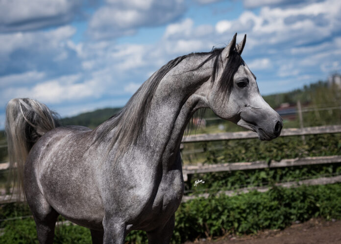 Poter - The Arabian Magazine