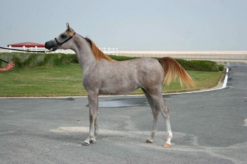 The Royal Stables of the late HH Sheikh Zayed bin Sultan Al Nahyan Pt I ...
