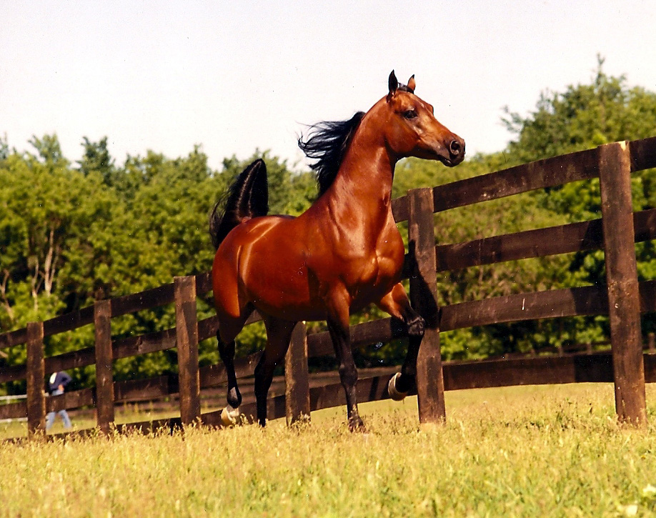 The Legendary Menes Pt II - The Arabian Magazine