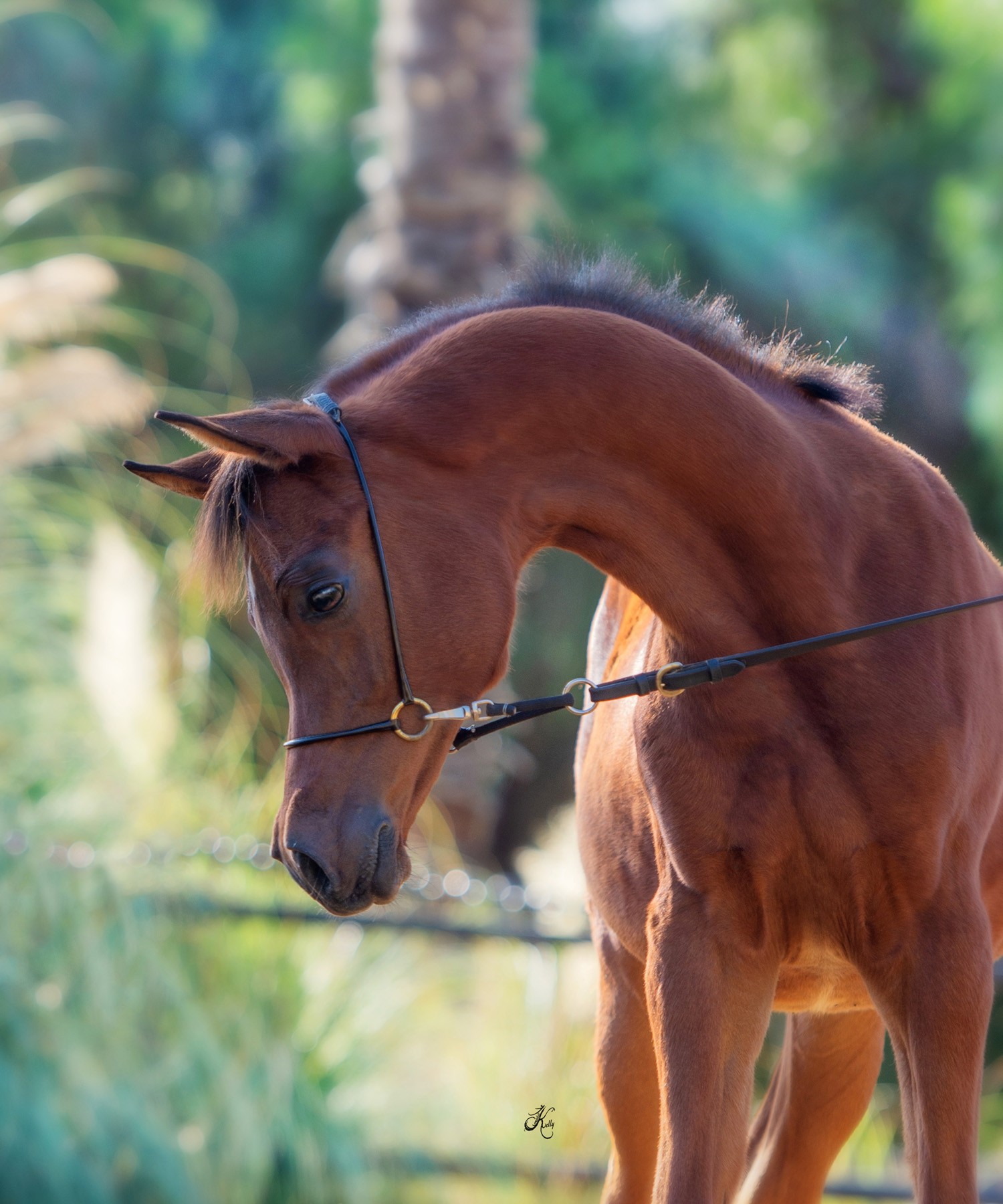 The Magic Continues: Al Noor Suleiman - The Arabian Magazine