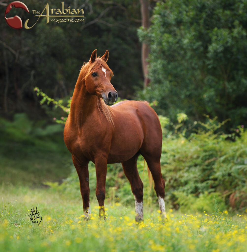 GLF Apollo - The Power of Padron transforms Mulawa - The Arabian Magazine