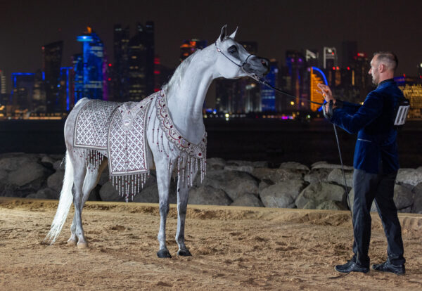 Doha hosts the first edition of World Arabian Horse Championship ...