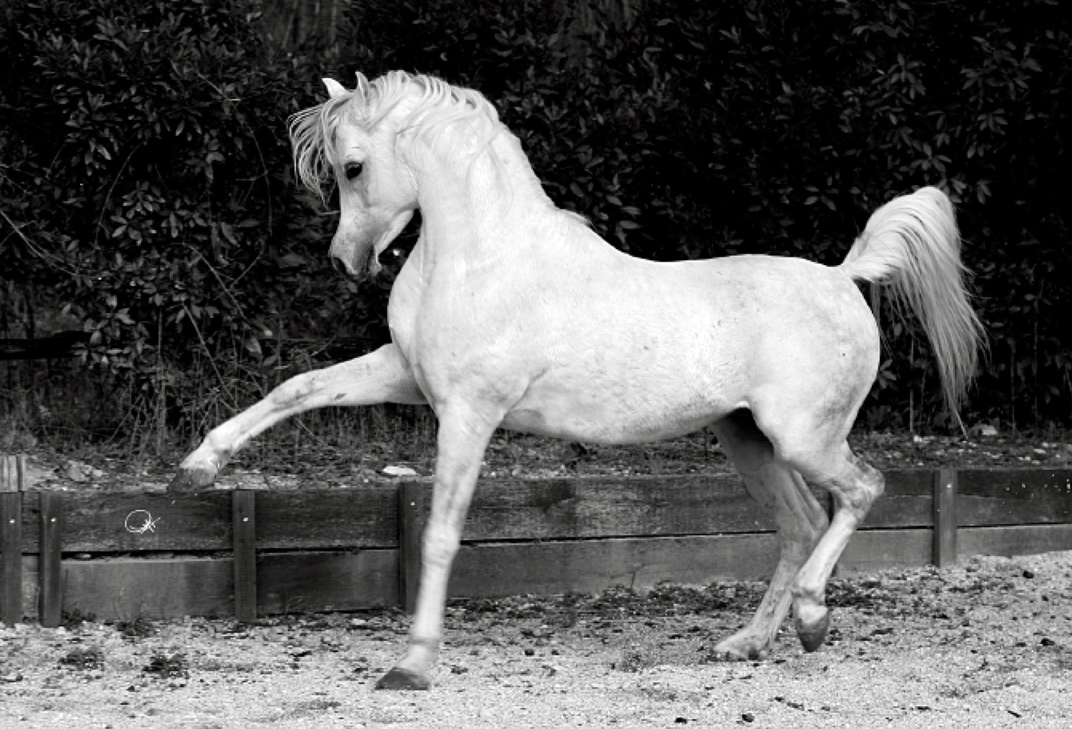 Female choice and the impact of Assisted Reproduction Technology on the ...