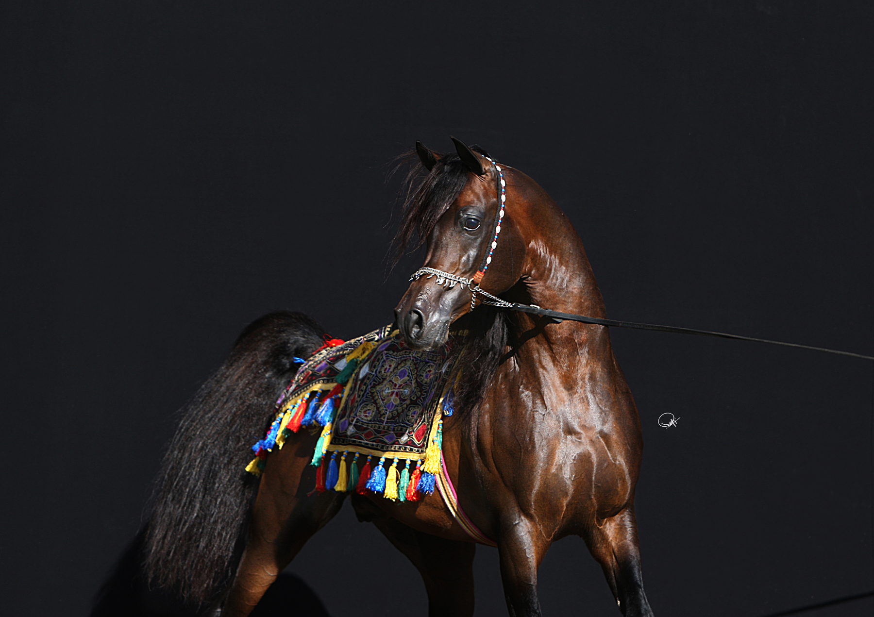 On the Cover: Gazal al Shaqab - The Arabian Magazine