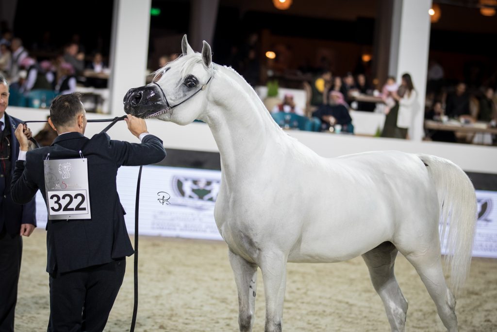 Al Shira'aa Arabian Horse Show 2020 - The Arabian Magazine