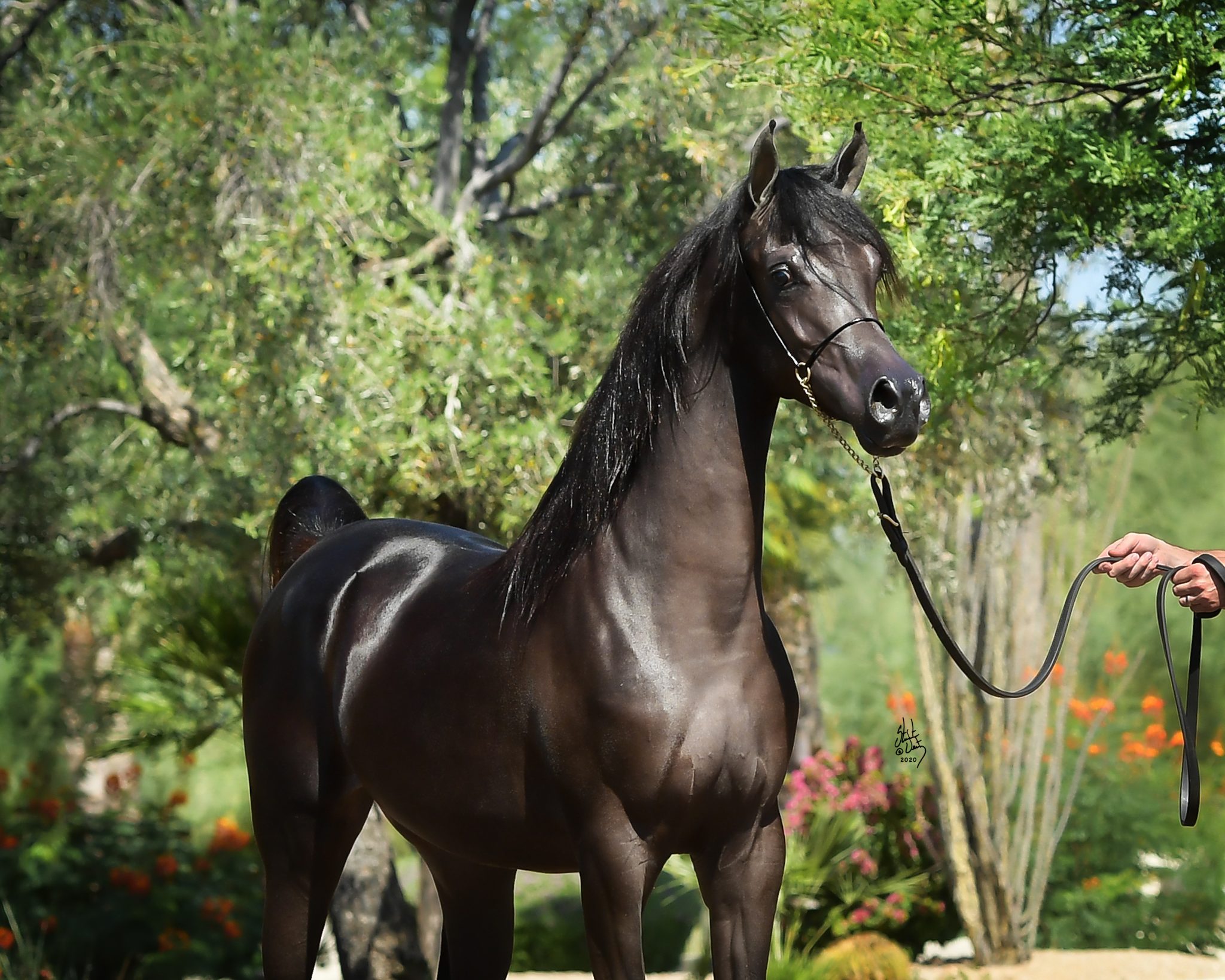 The Black Stallion – Om El Sultaan - The Arabian Magazine