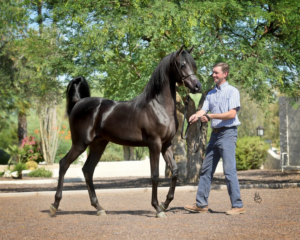 The Black Stallion – Om El Sultaan - The Arabian Magazine