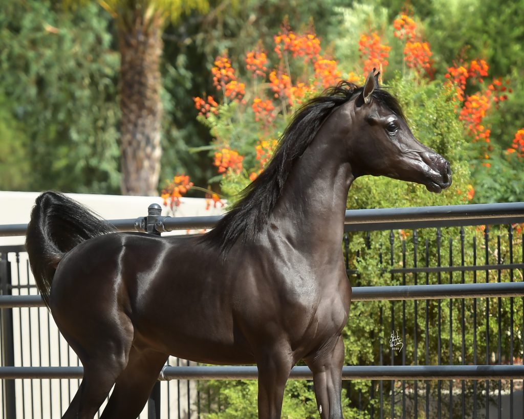 The Black Stallion – Om El Sultaan - The Arabian Magazine