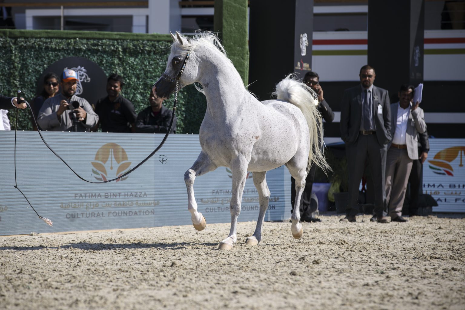 Al Shira’aa Arabian Horse Show Part IV - The Arabian Magazine