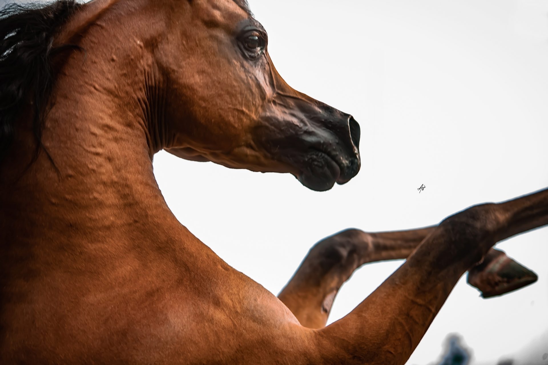 Alkaisar Arabian Stud - The Arabian Magazine