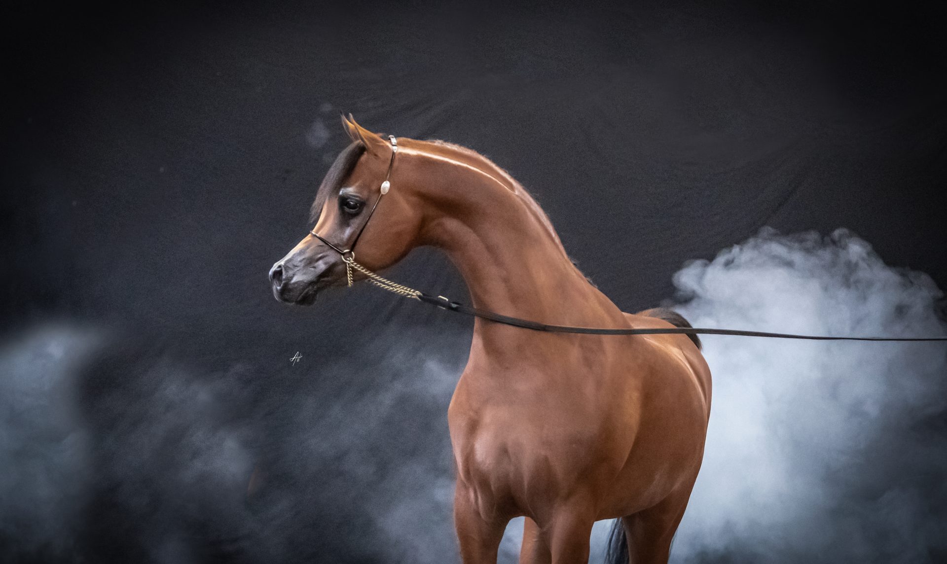 Alkaisar Arabian Stud - The Arabian Magazine