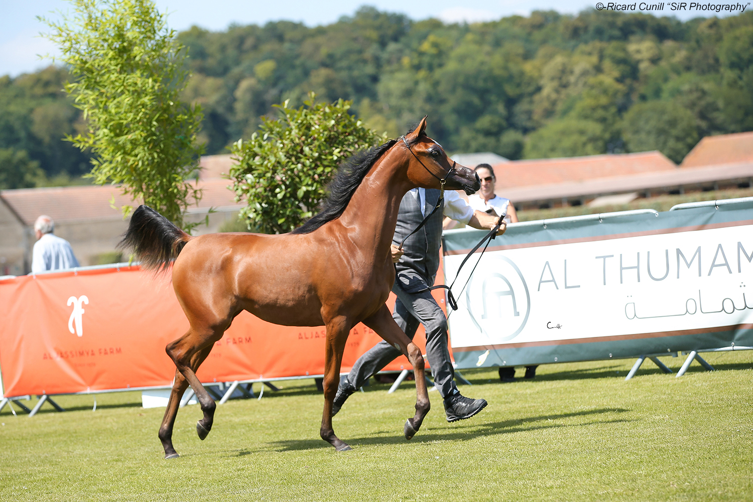 AHO World Cup – Chantilly 2018 - The Arabian Magazine