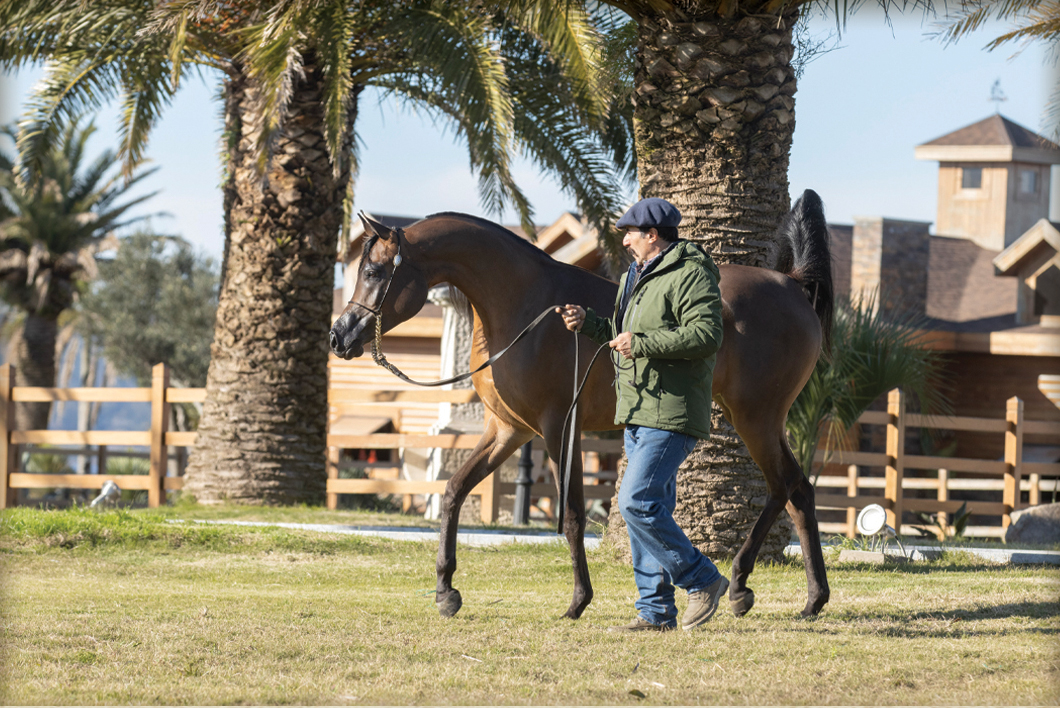 Alkaisar Arabian Stud - The Arabian Magazine
