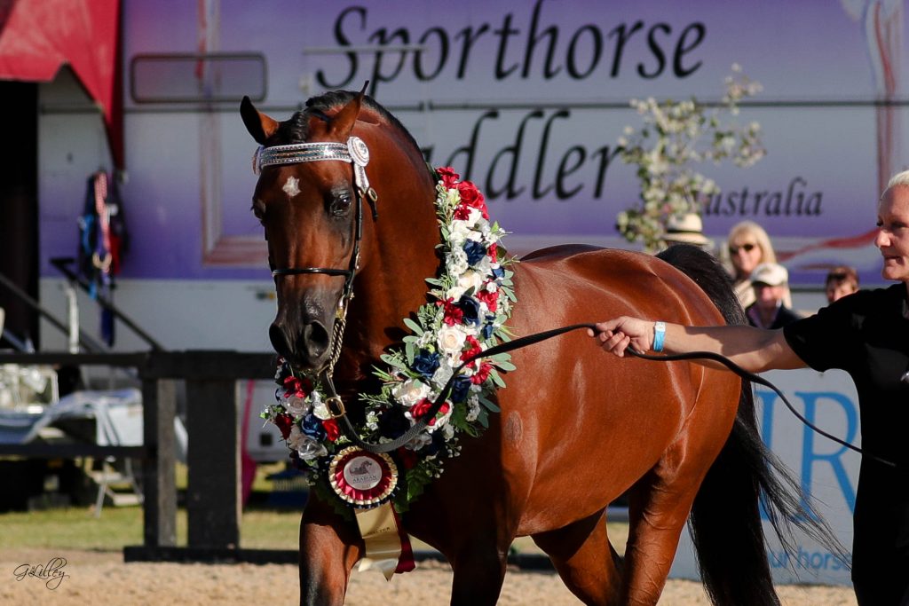 Australian Arabian National Championships Part II - The Arabian Magazine