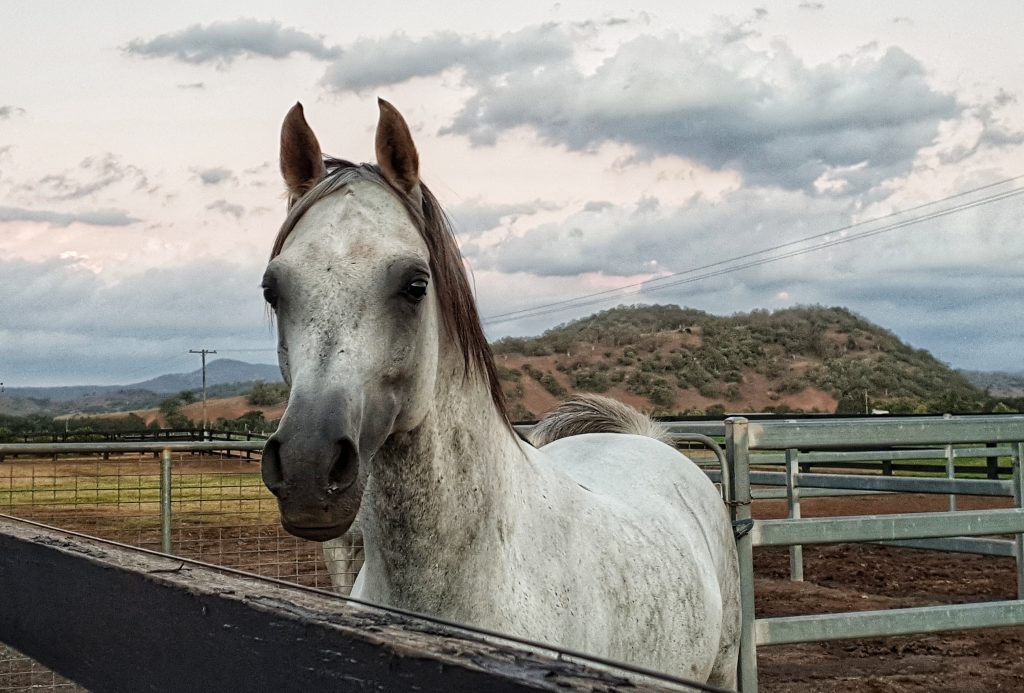 WAHO LIVE! WAHO 2019 Australia - The Arabian Magazine