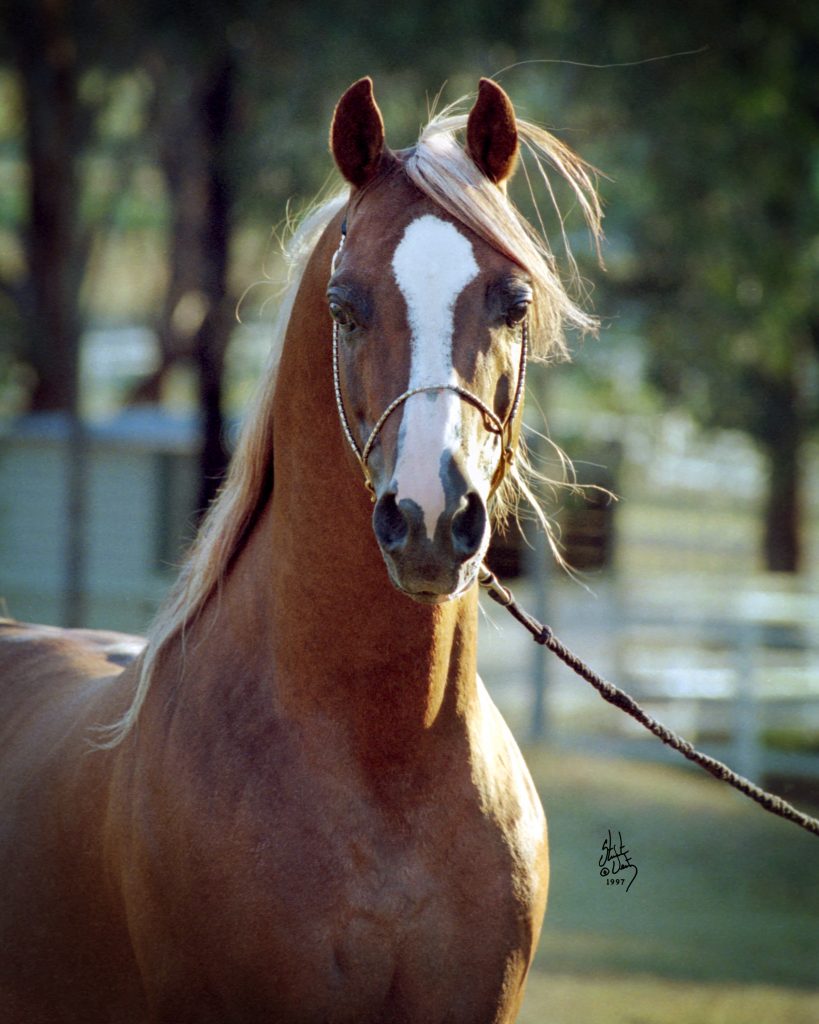 The Arabian Breeders' Magazine: The Breeders Interview - Fairview ...