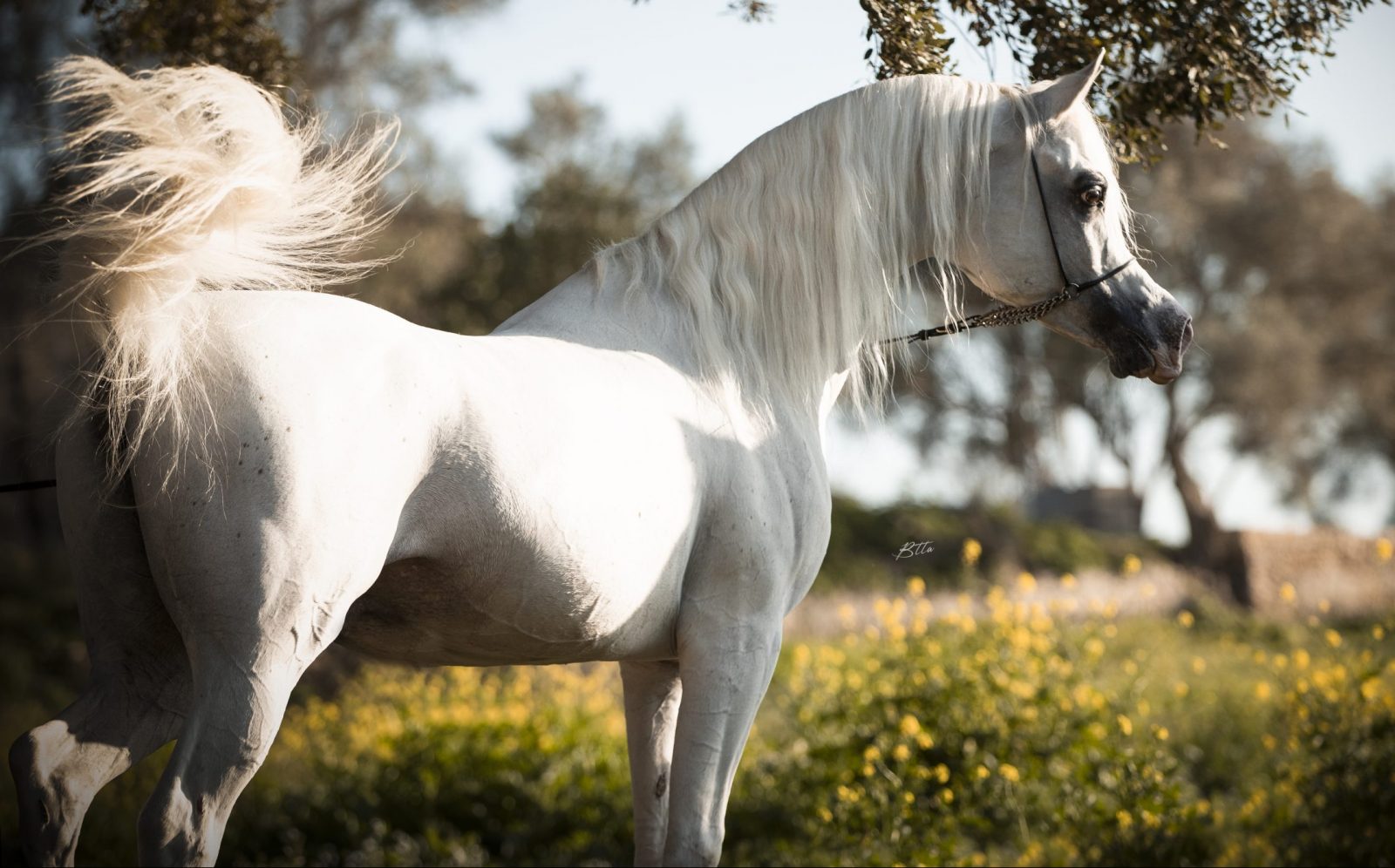 Editorial - The Arabian Breeders' Magazine Volume V Issue I - The ...