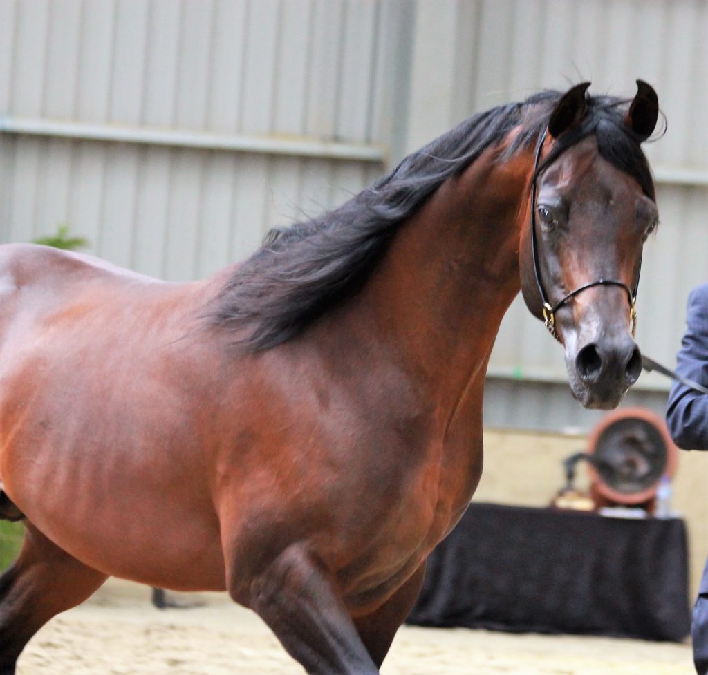 WAHO LIVE! WAHO 2019 Australia - The Arabian Magazine