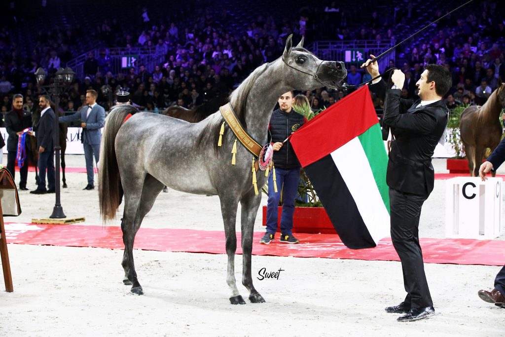 The Arabian Breeders' Magazine: Celebrating the Champions - D Ajayeb ...