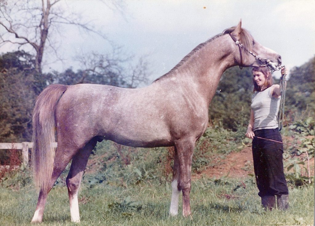 Lodge Farm Arabians Part I - The Arabian Magazine